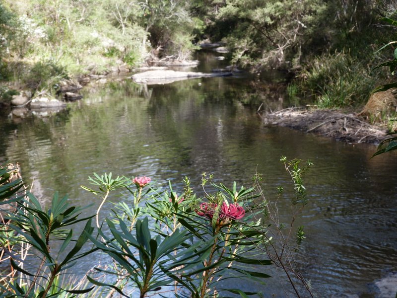 Ian Fraser, talking naturally: Marvellous Monga