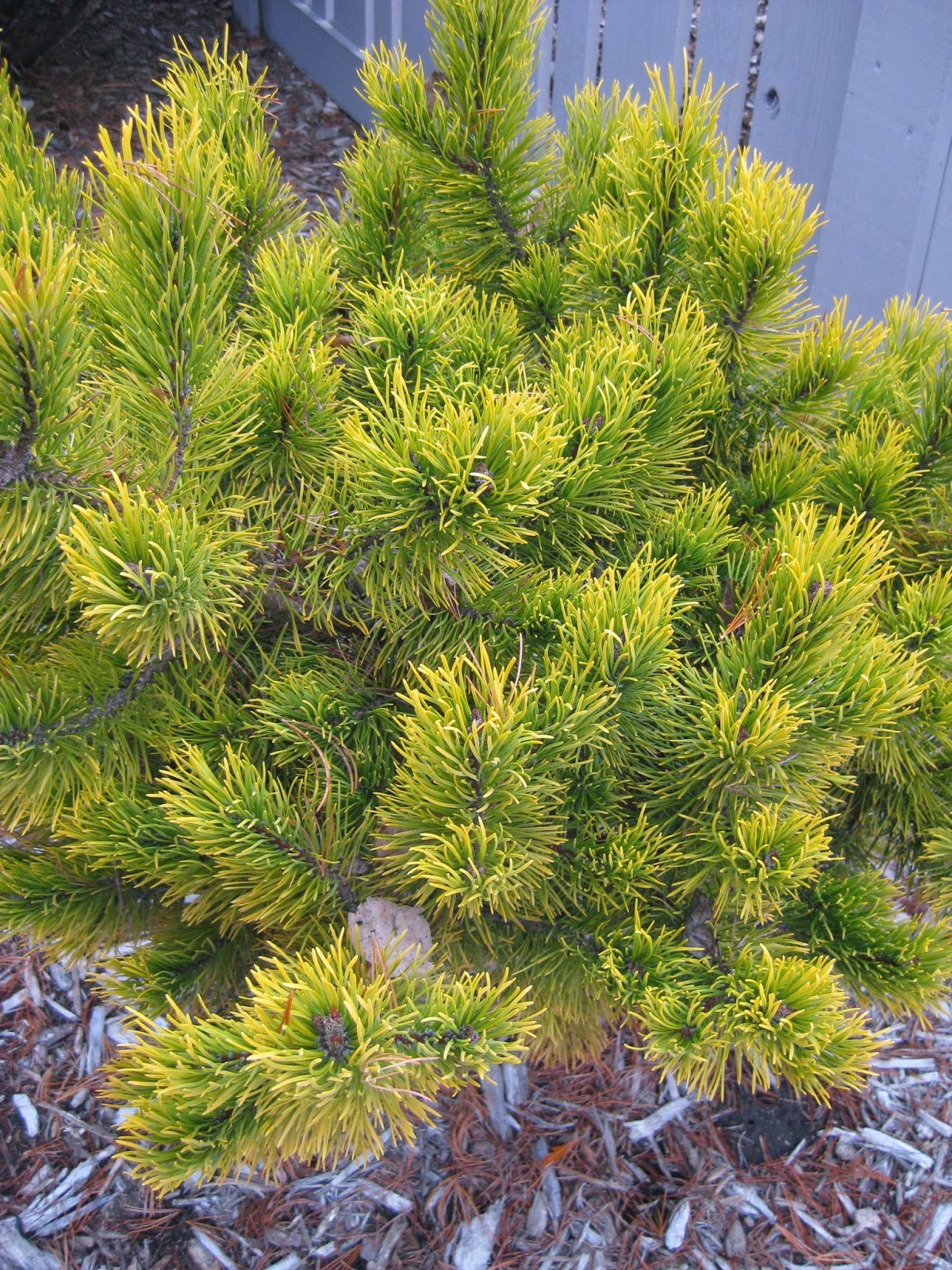 Rotary Botanical Gardens - Hort Blog: Golden Conifers For A Winter Glow