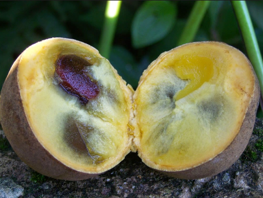 10 Benefits and Content of Kepel Fruit (Stelechocarpus burahol) - FRUITS