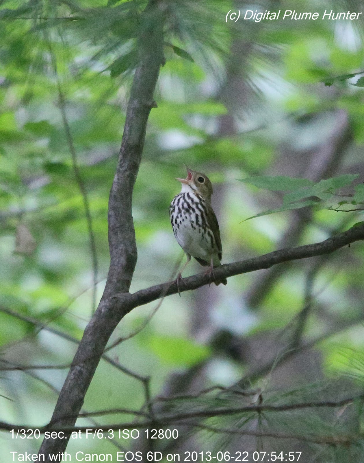 Hunting Digital Plumes in the US and Beyond: Indigo Bunting, Blue ...