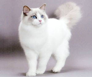 Consejos para Cuidar el Gato de Angora | El gato de angora