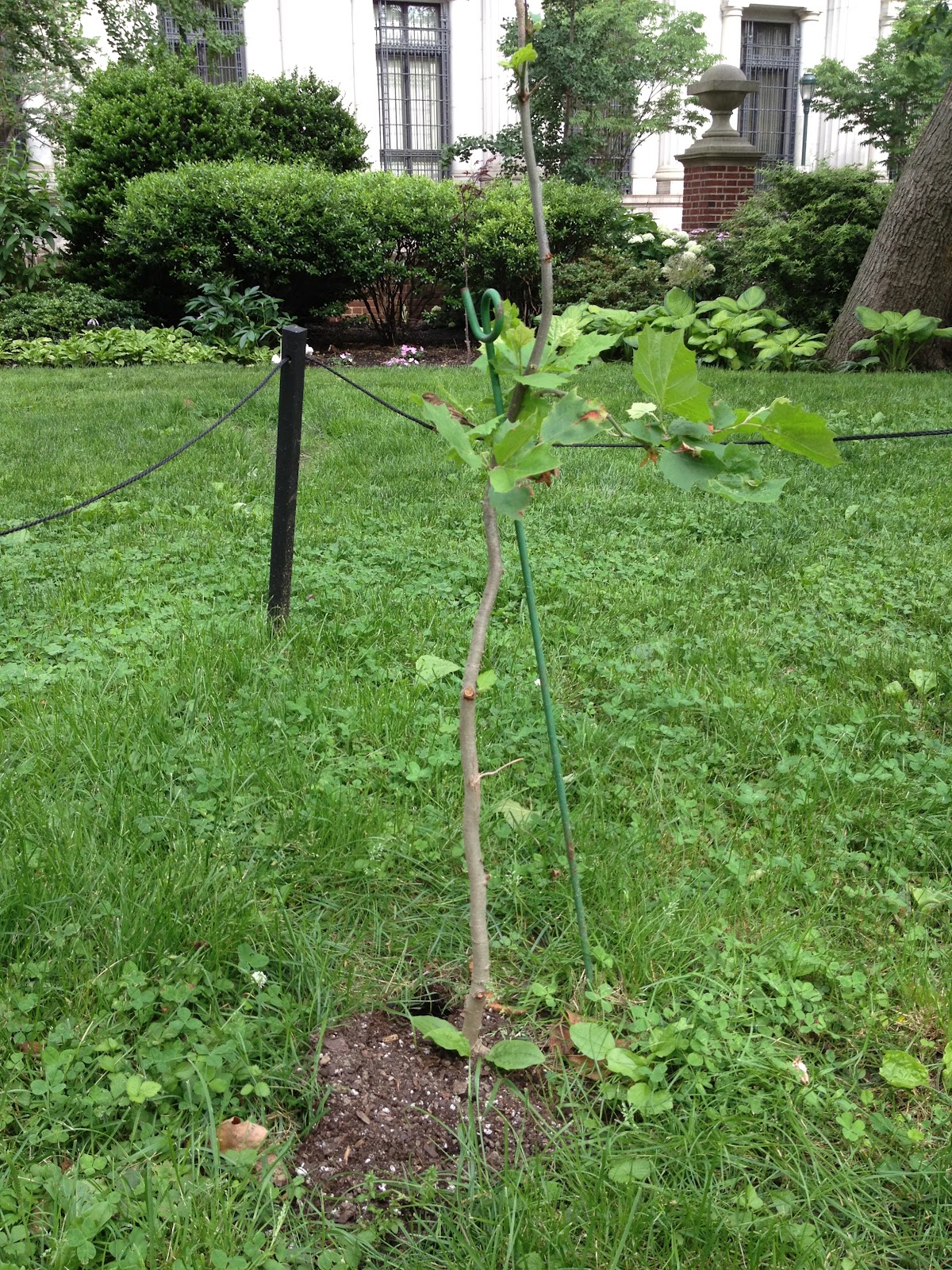 PHILLY TREES: Notable Trees List