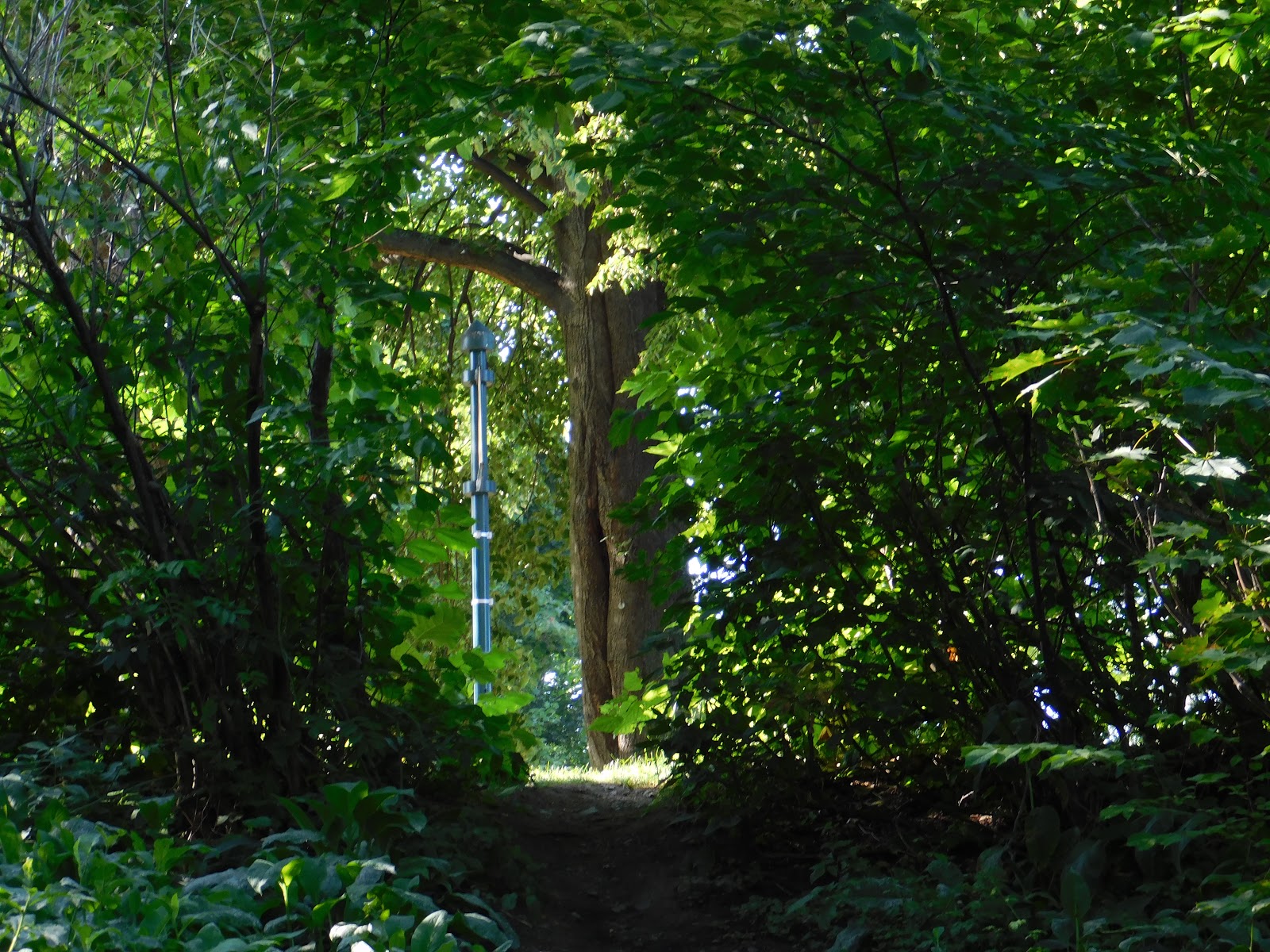 Le grand arbre dans la clairière
