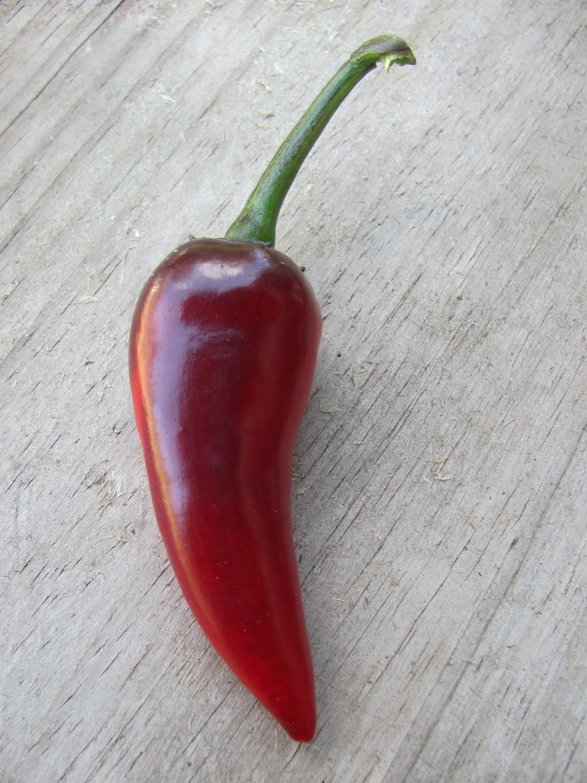 Sweet Domesticity: Black Hungarian Pepper