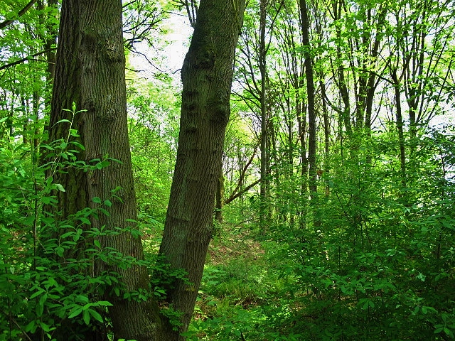 Urban Landscape, Native Landscape: Madrona Park
