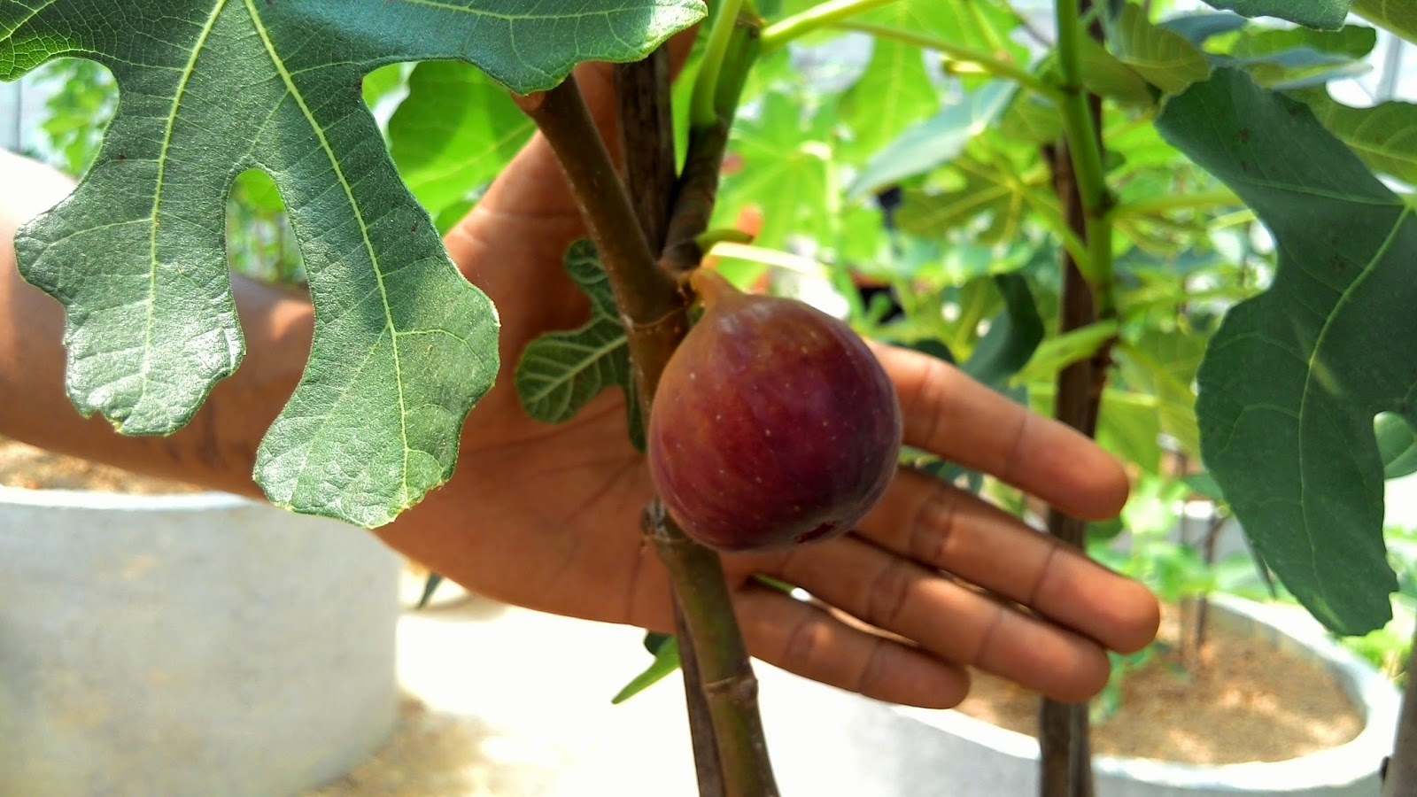 Pokok Tin Keliling Rumah: Pokok Tin - Buah Tin Segar - Malaysia