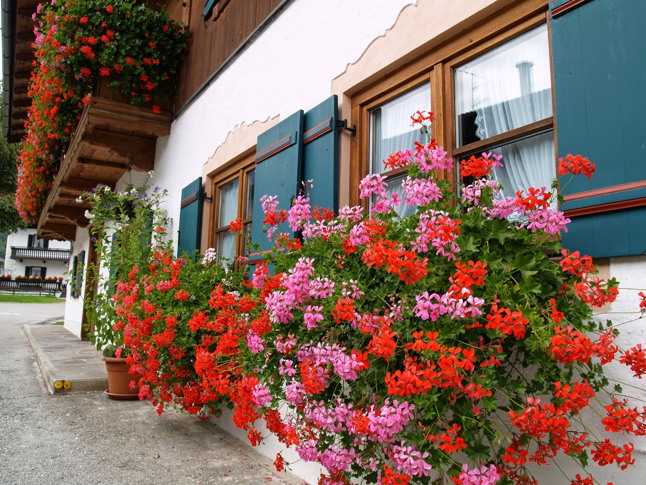 GRAFOR - FLORI SI PEISAGISTICA: MUSCATE 2015