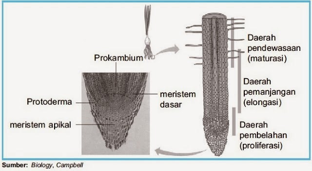 Tugas Biologi Kelompok 1 SMAN4: Jaringan Maristem dan Gambarnya