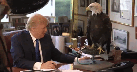 Hackwhackers: Cadet Bone Spurs -- Live Action Hero! (UPDATED)