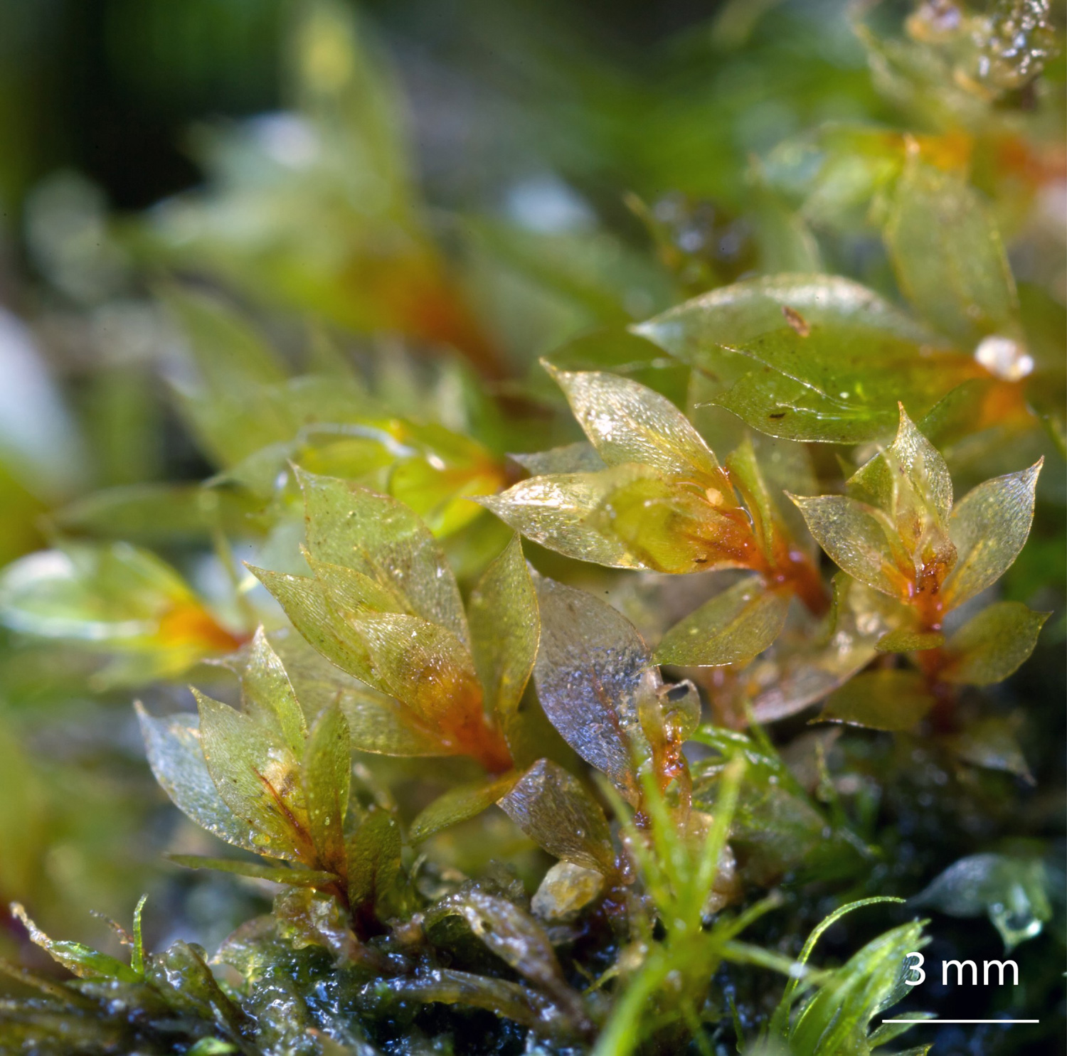 Proyecto Musgo: Epipterygium tozeri