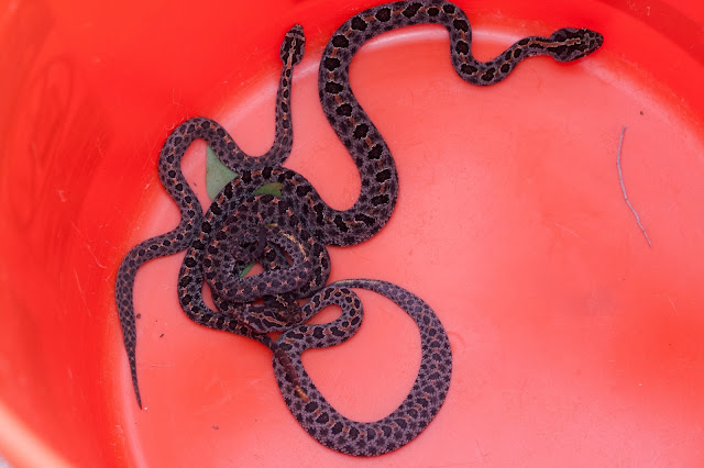 Salamander-Shmalamander: 2013