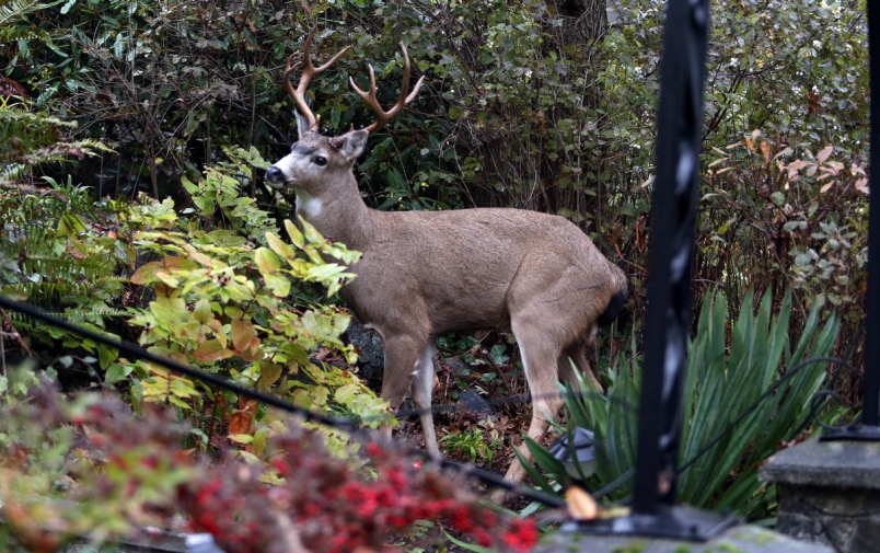 DeerSafe Victoria: Victoria city council mulls foray into deer management