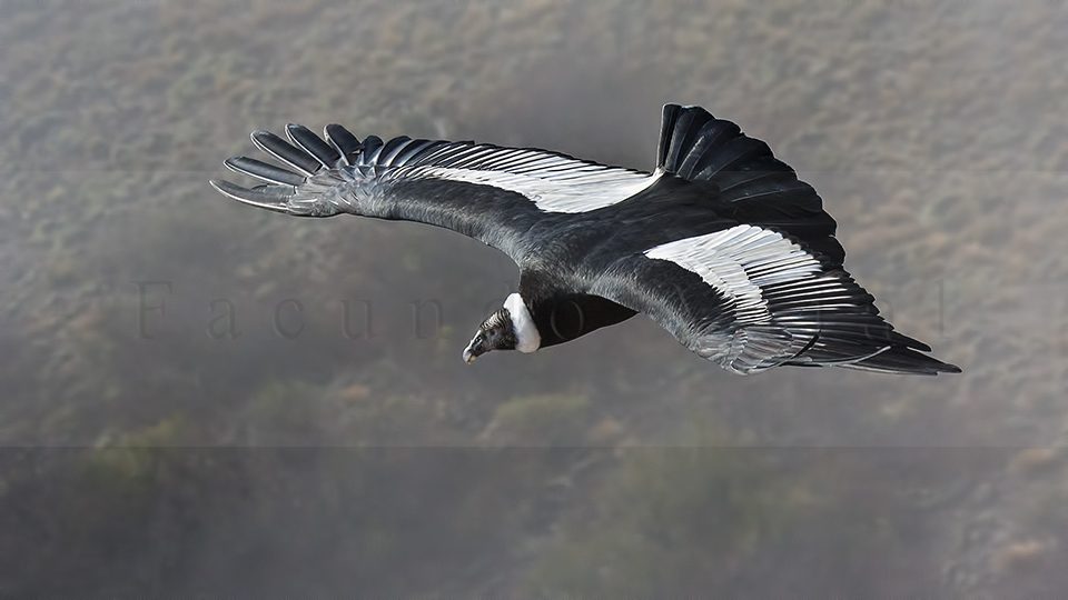 Pajarologos: 2 días en la Buitrera