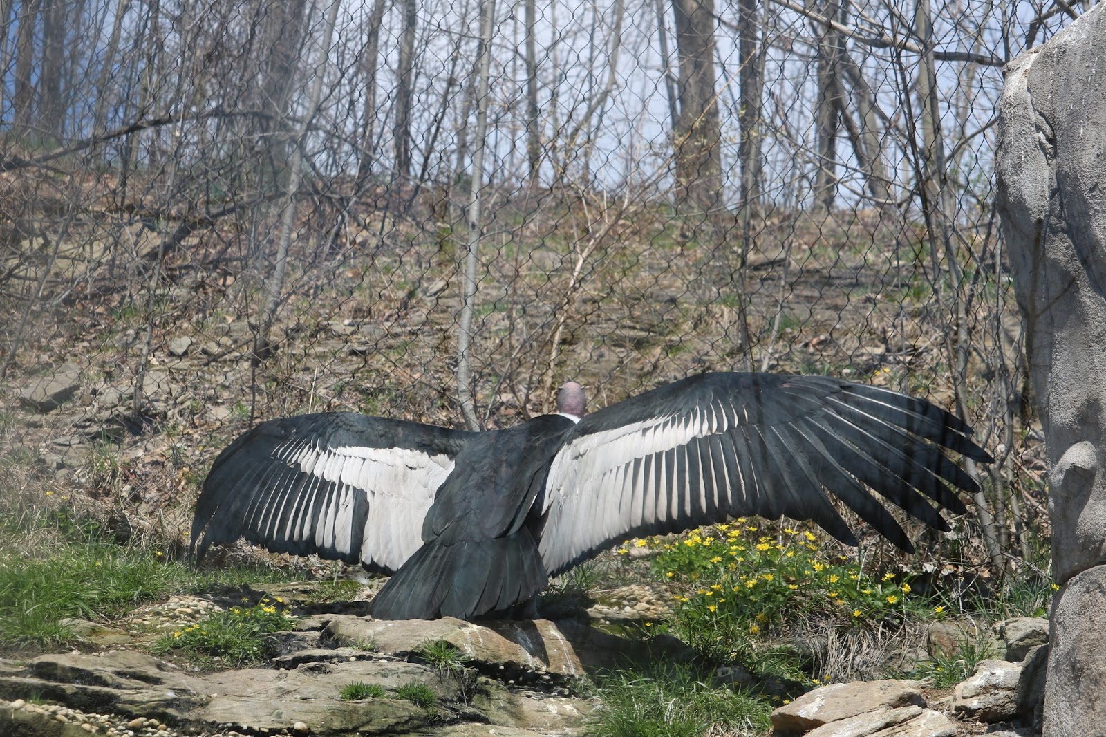 Turkey Vulture / /Andean Condor At The Akron Zoo