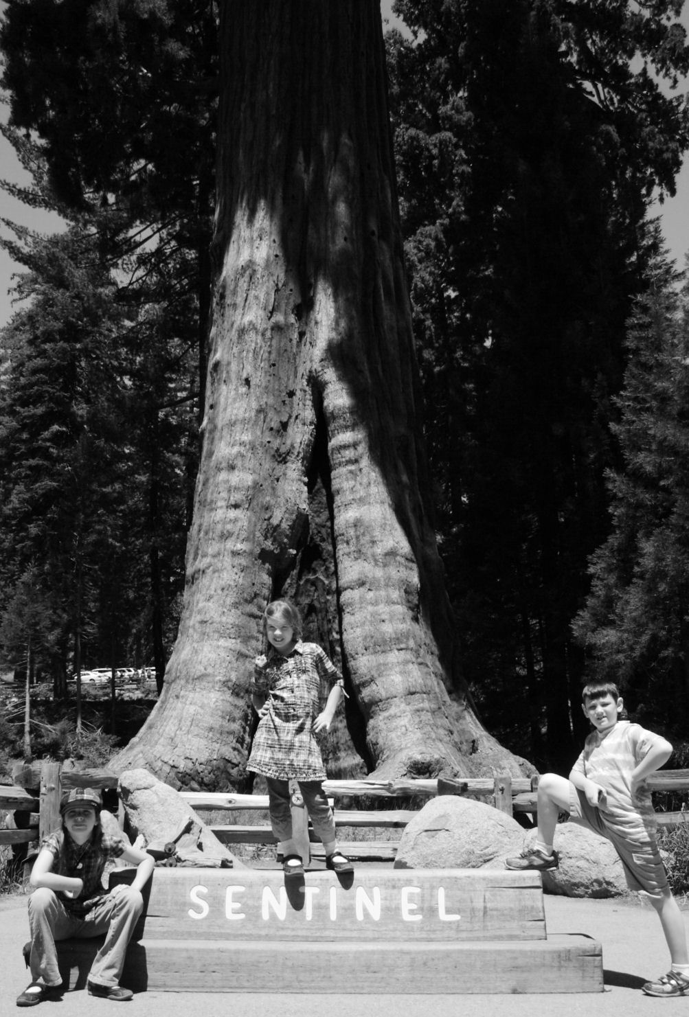 those northern skies: Sequoias - Part 1 - Sequoia National Park