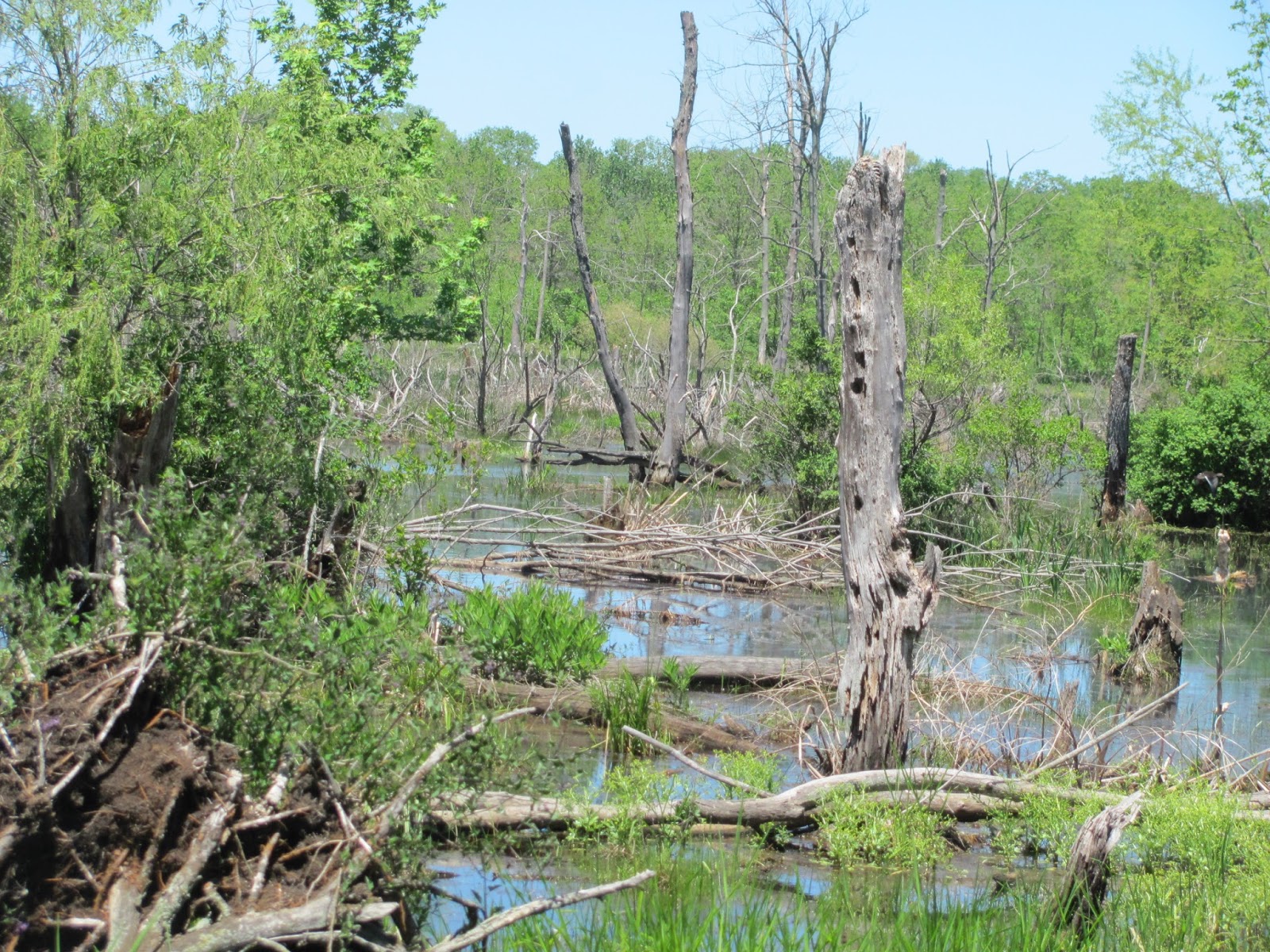 Terri of the Trails: Walking the "Creepy Swamp": the Great Marsh Trail ...