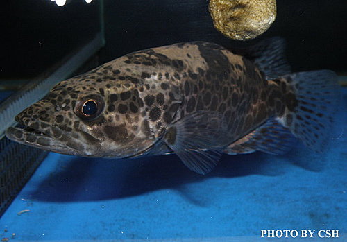 克萊斯勒系列圖鑑(Siniperca fish series illustrations)－金魚快訊2站Goldfish Messages｜痞客邦