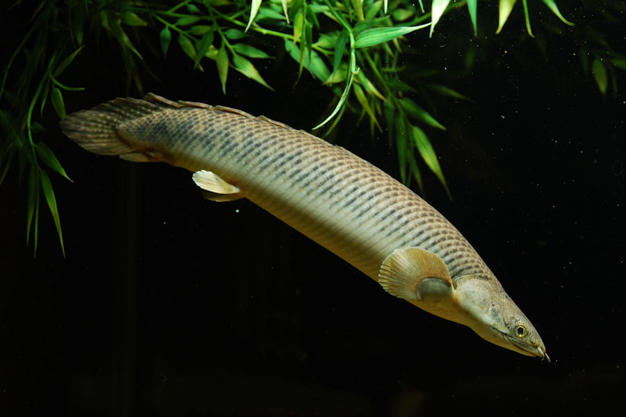 Mania de Aquário: Polypterus sp.