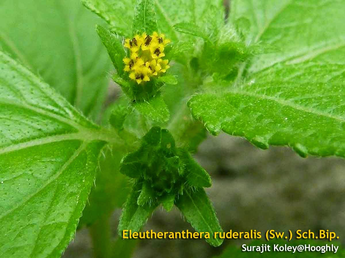 Medicinal Plants: Eleutheranthera ruderalis, Porter-bush