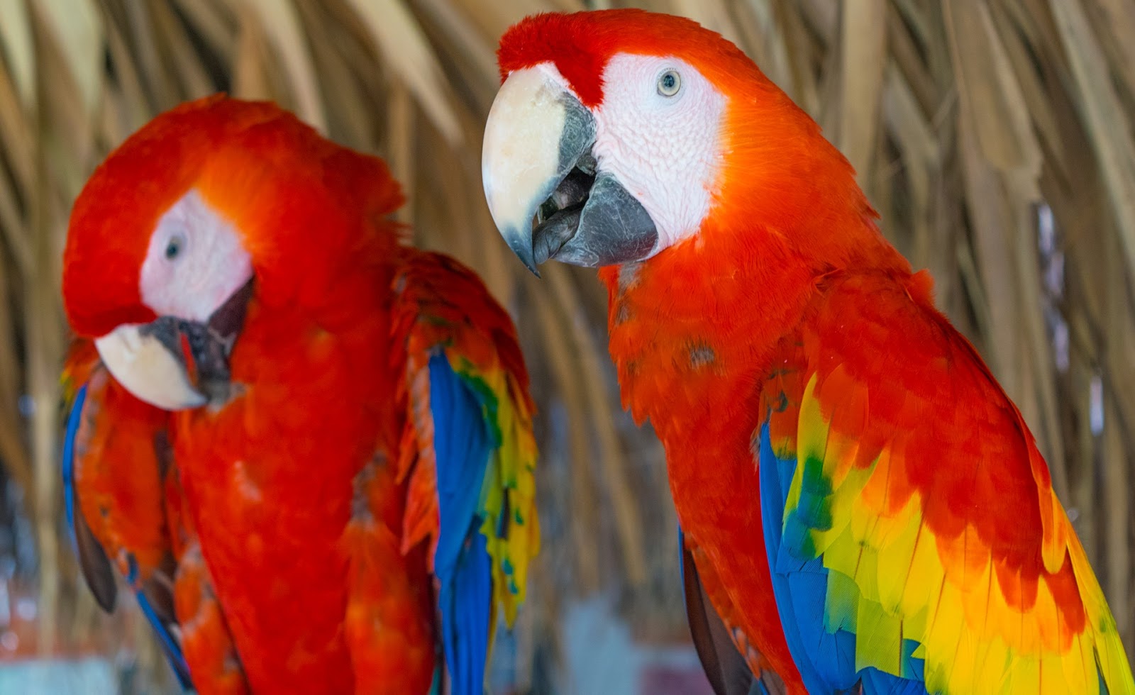 Birds at Home: Different Types of MACAWS, Some History and What to Look ...