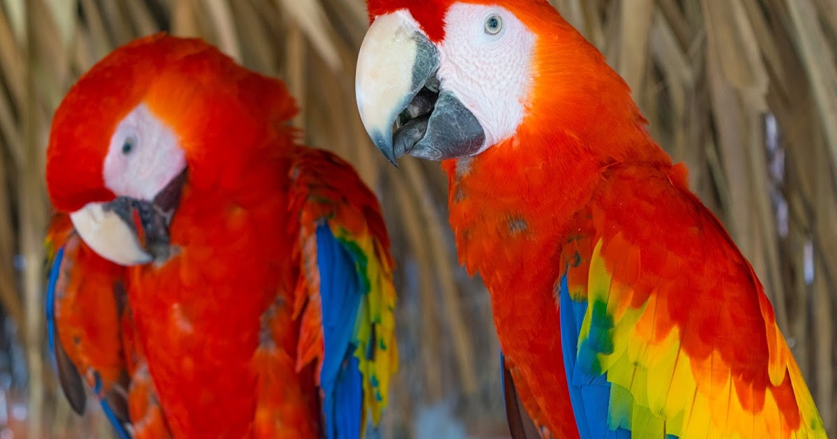 Birds at Home: Different Types of MACAWS, Some History and What to Look ...