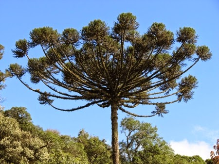 Gimnospermas ~ Biólogo Esperto