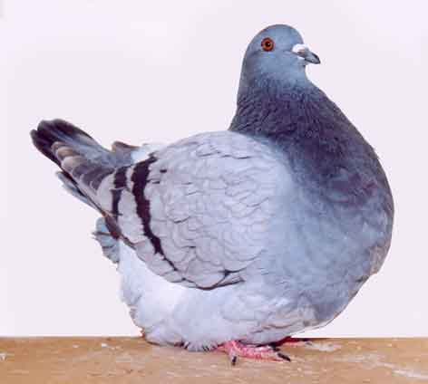 French Mondain | BD PIGEONS