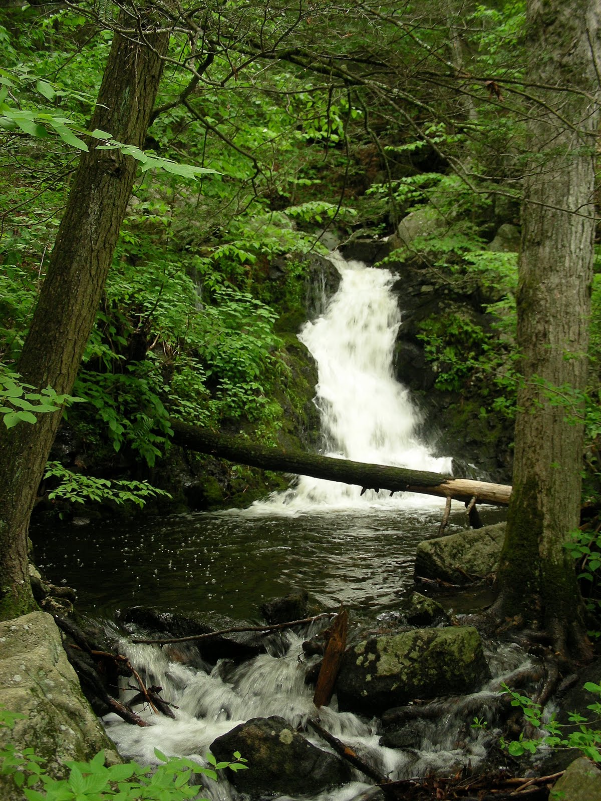 It Just Comes Naturally: Mianus River Gorge