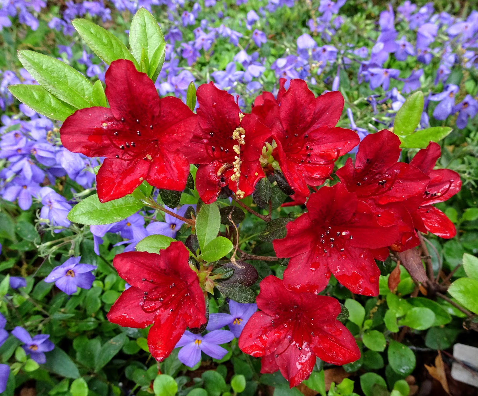 Love, Joy and Peas: Glistening Raindrops on Pretty Azalea Flowers