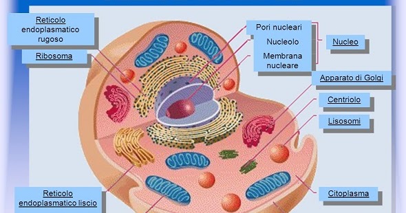 Struttura Cellula Animale • Scuolissima.com