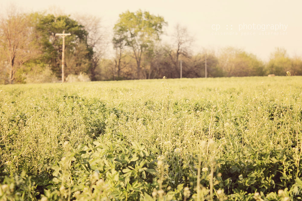 sassafras: the wide open :: farm photography