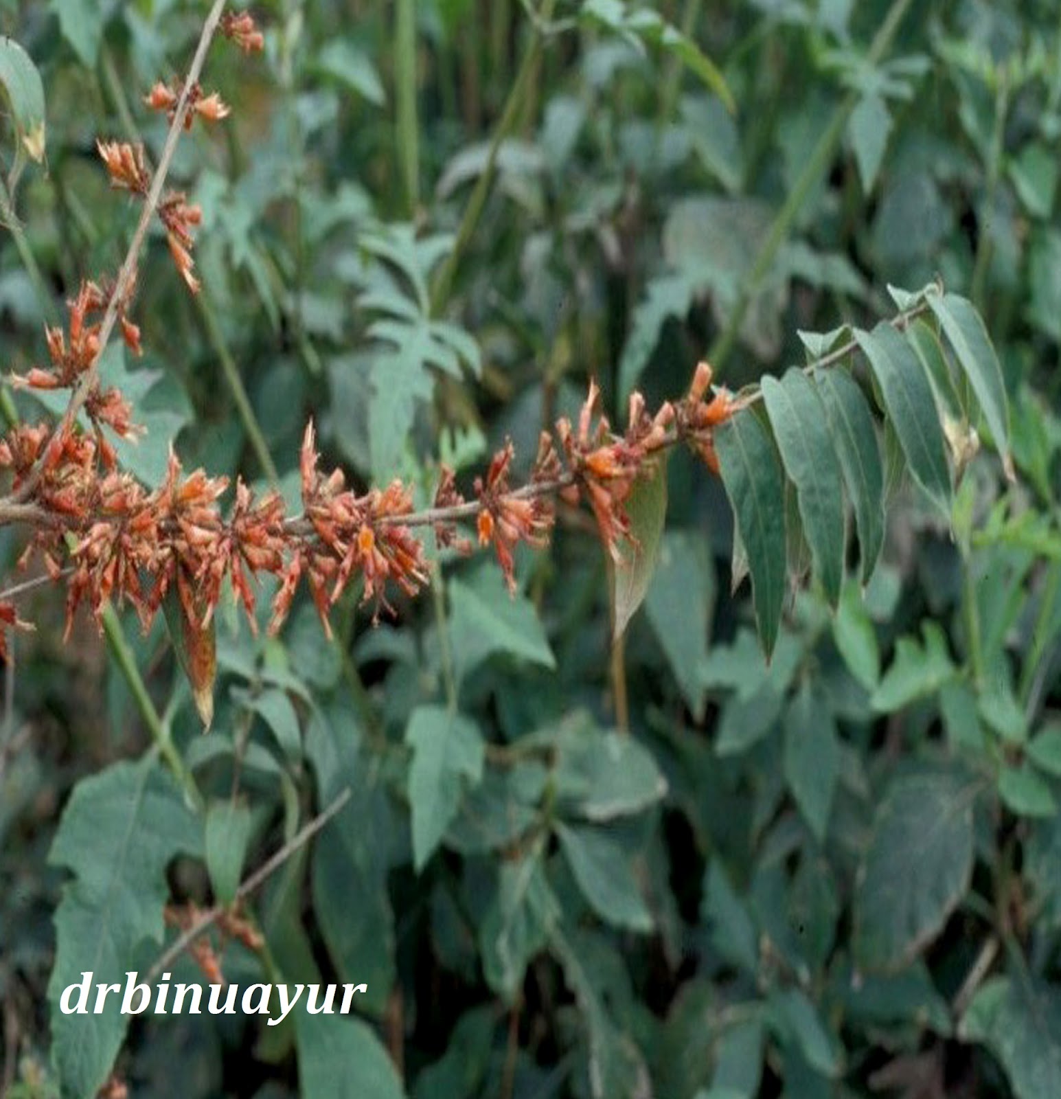 Ayurveda - Way to healthy life: 2012