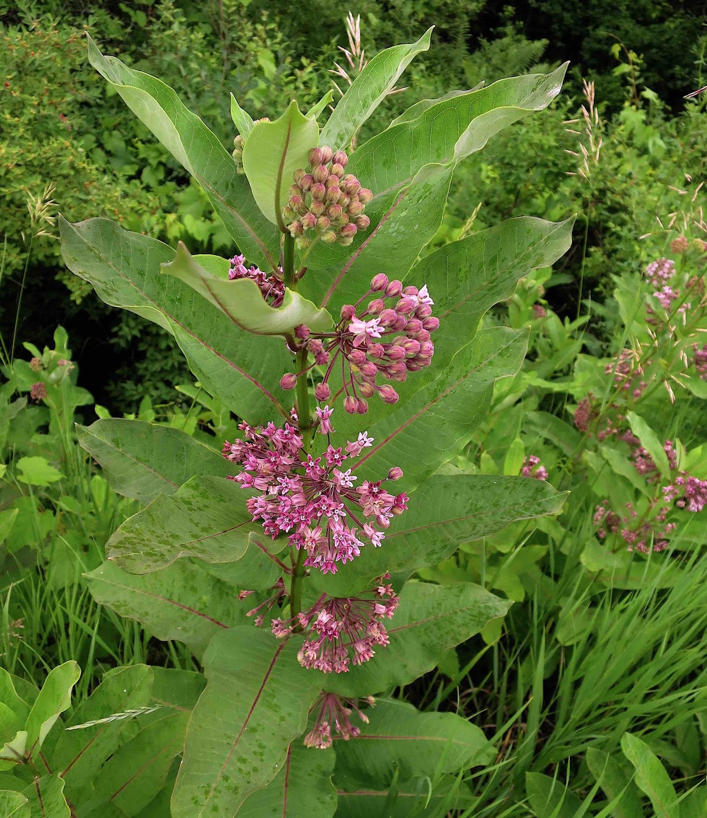 Saratoga woods and waterways: Blooms on the Bog, Bugs in the Blooms