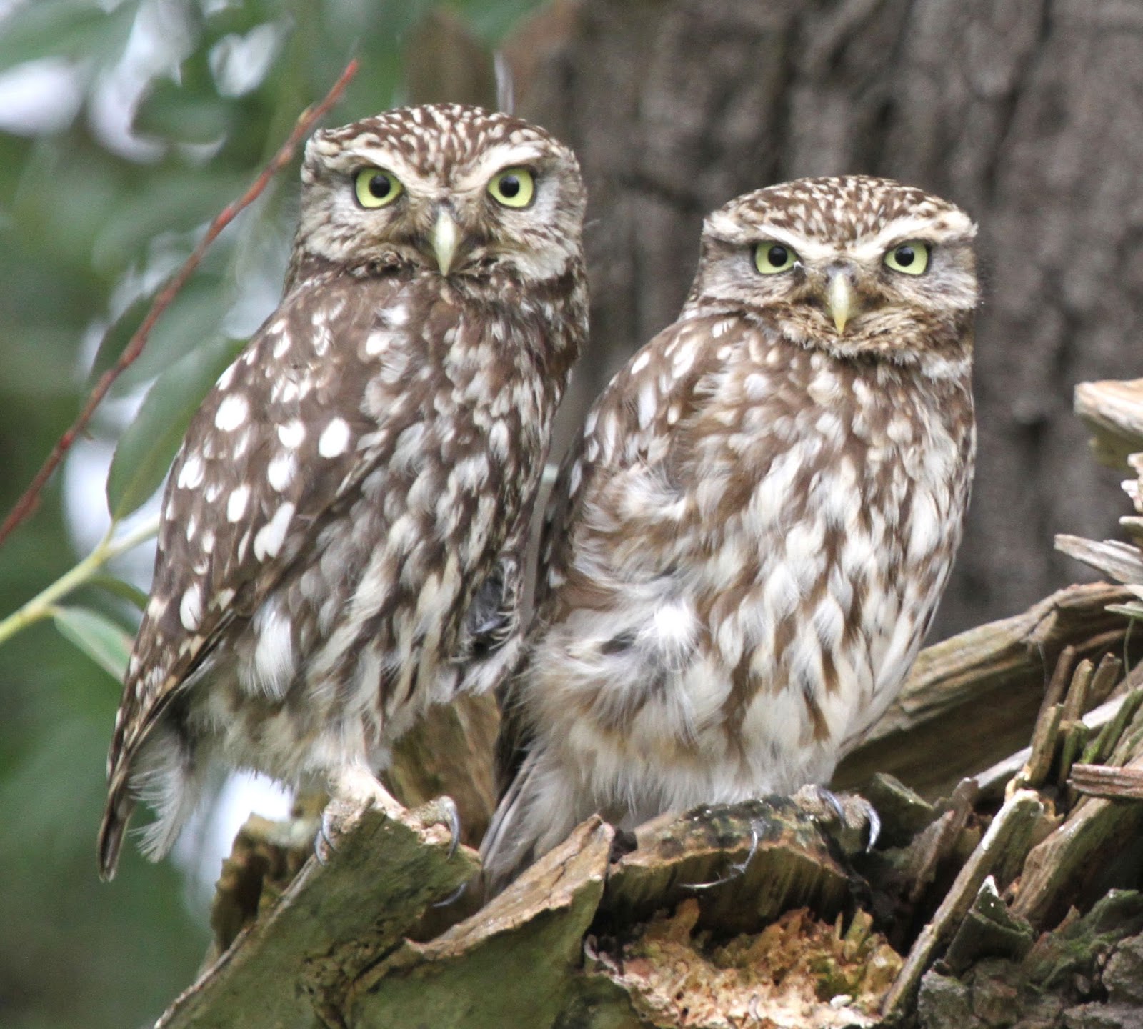 Birding with Flowers: Little Owl - Countdown - 16 Days to Go!