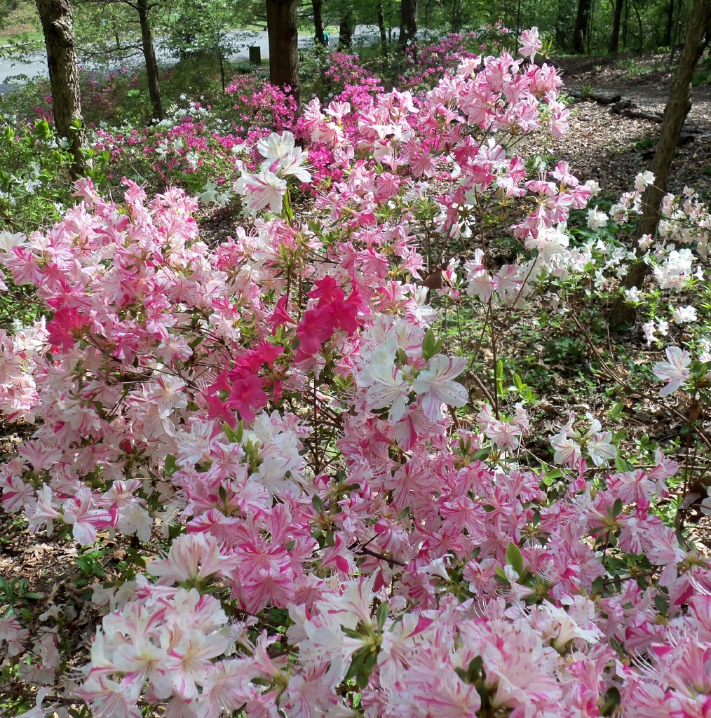 Orange explains it all: National Arboretum Azalea Collection