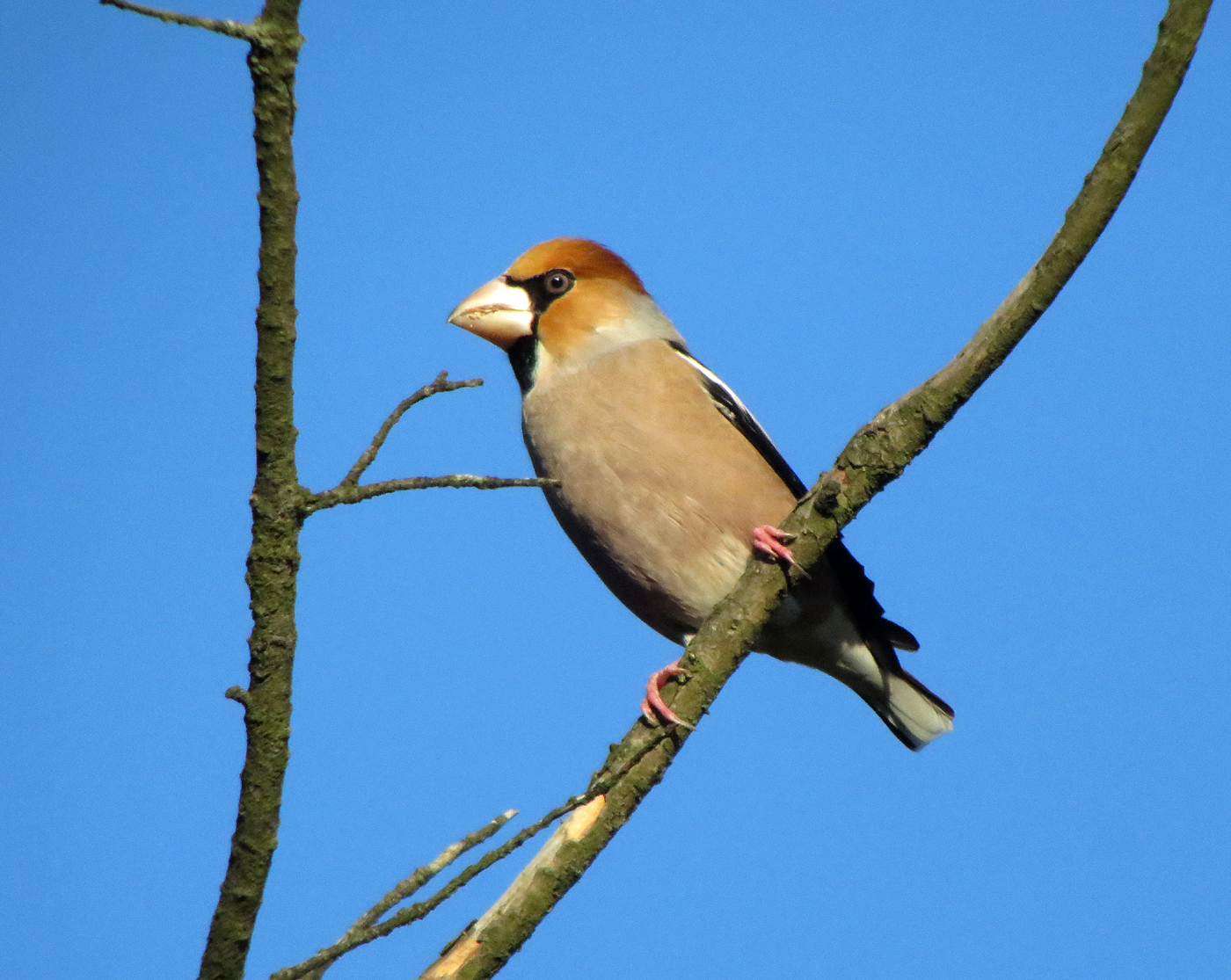 Normanby Nature: Hawfinches in N Lincs
