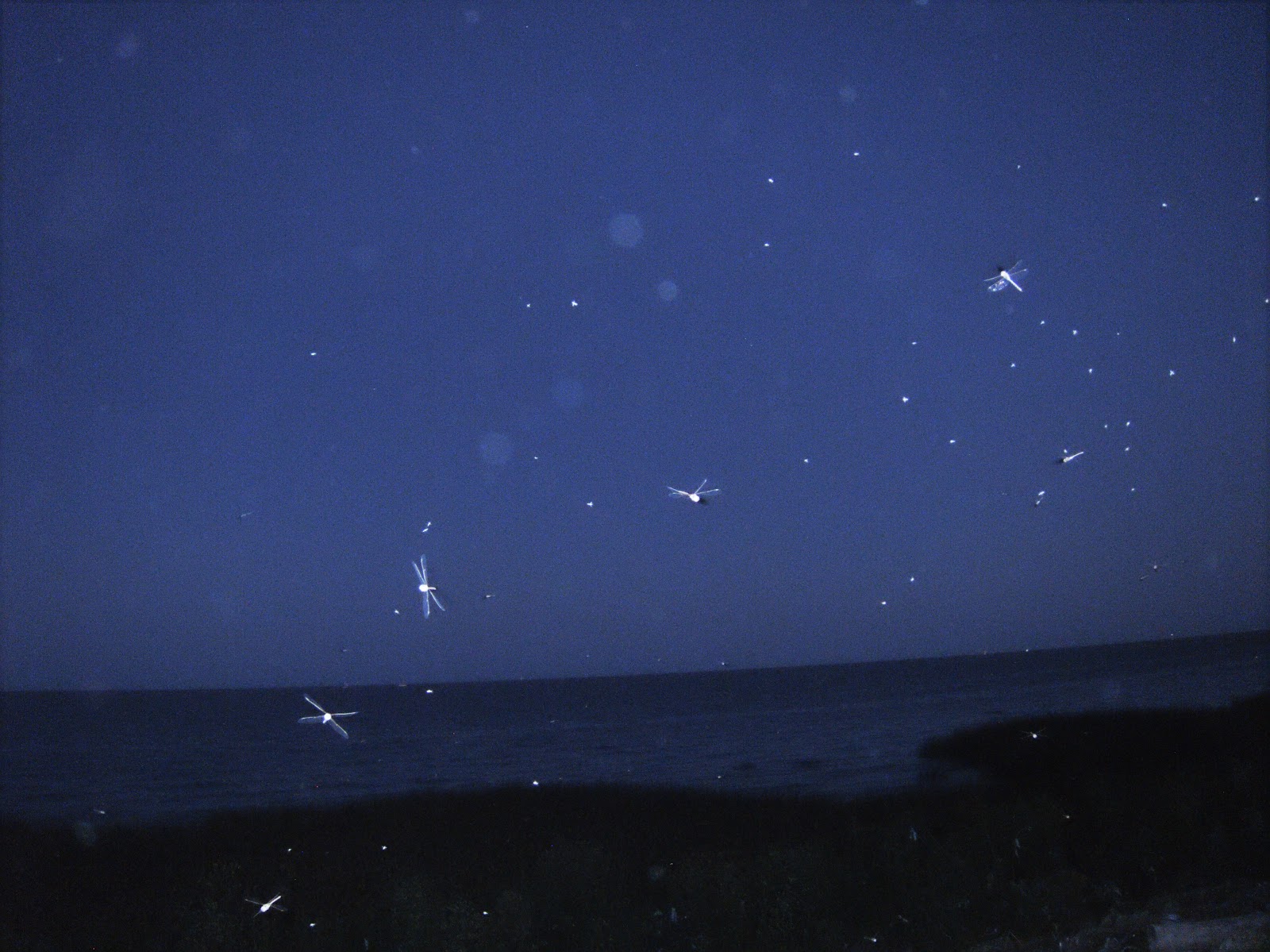 Derecho en bici: La noche de la libélula