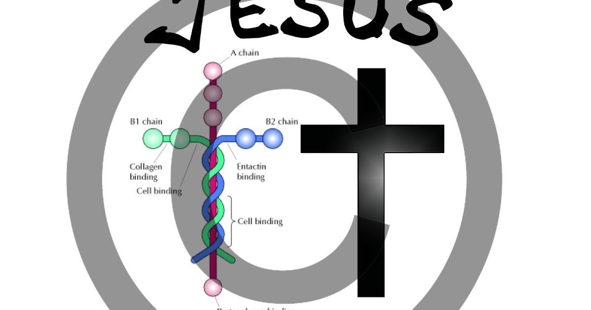 Big E Reveals: Laminin - The Cross Shaped Molecule That Holds Us Together