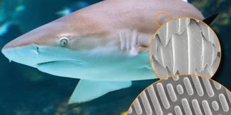 Biomimicry Design: Inspired by Nature: Sharklet: The Antimicrobial ...