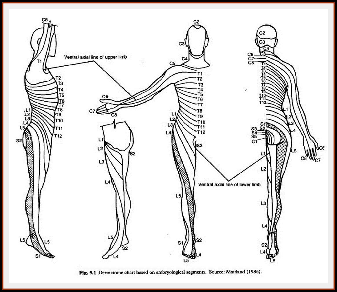 truthlady3: Dermatomes Dermal Segmentation