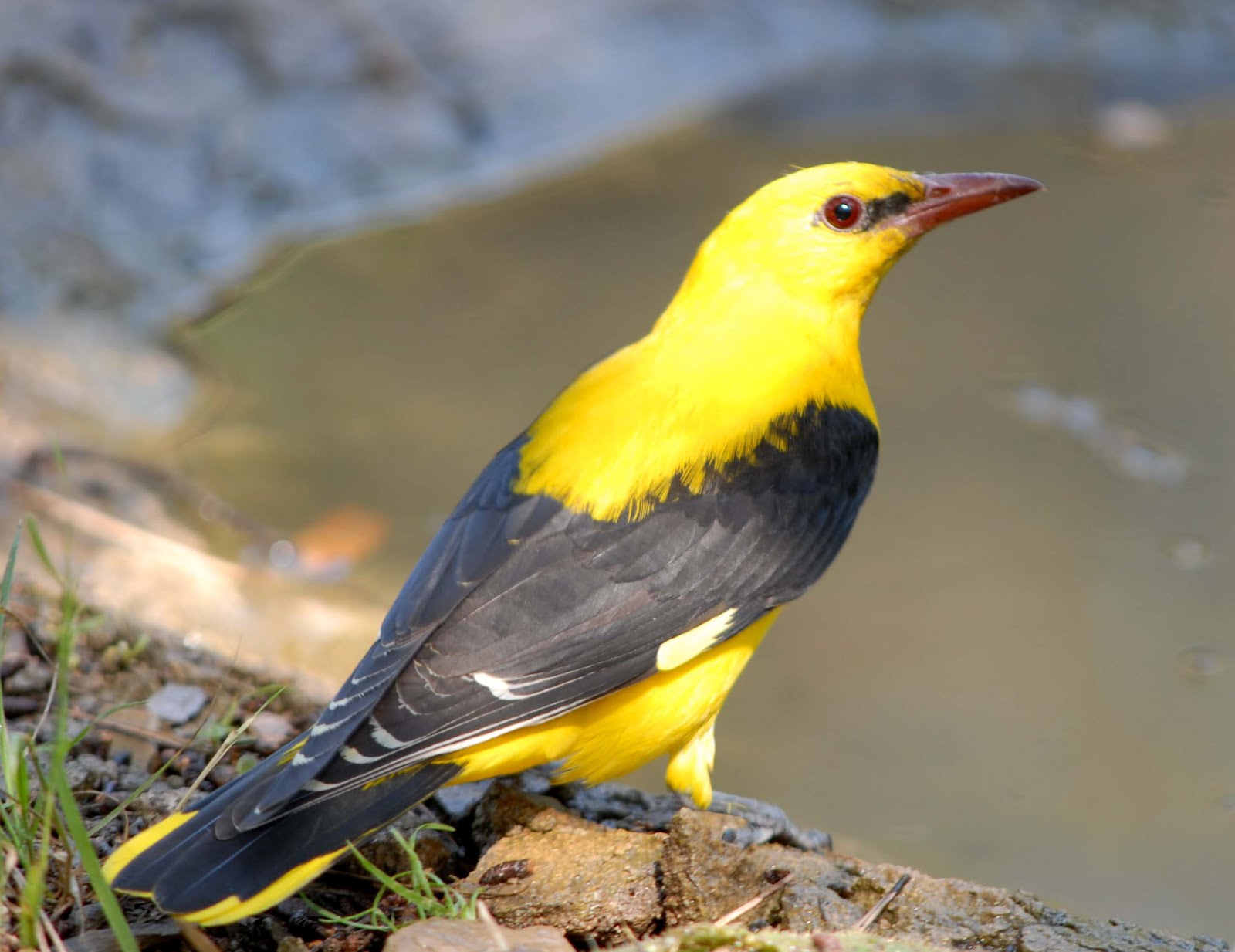 Golbes racó del naturalista: ORIOL
