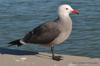 Be Your Best Birder: How To Identify Gulls...A Conundrum