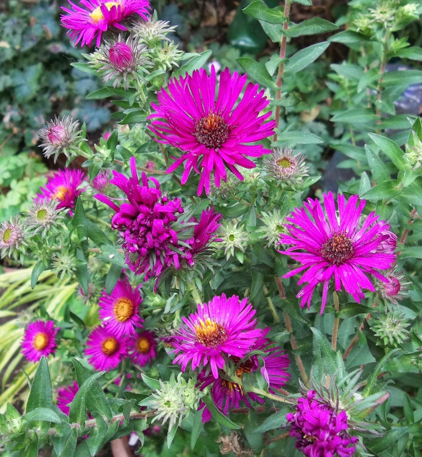 Feltabulous: September colour in the garden highlights