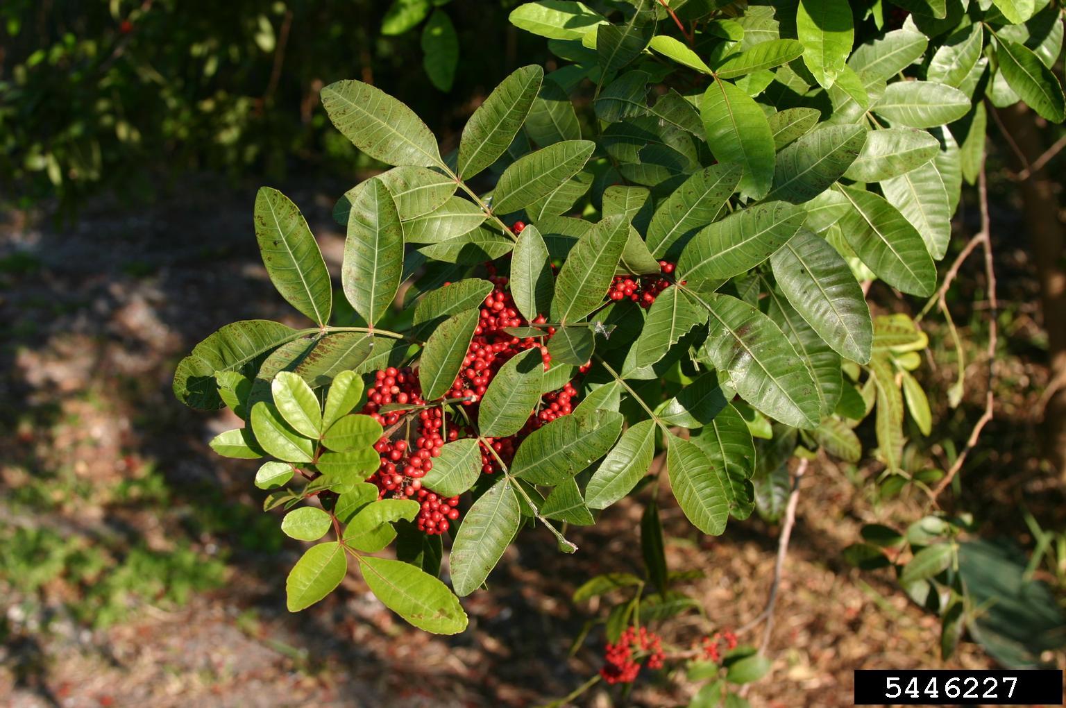 Earth and Space News: Americanized Brazilian Pepper Gardens: Blooms ...