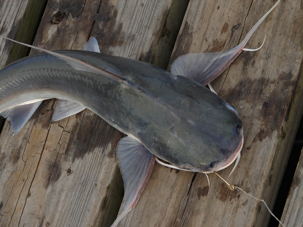 Bayou Lady: Big mouth!