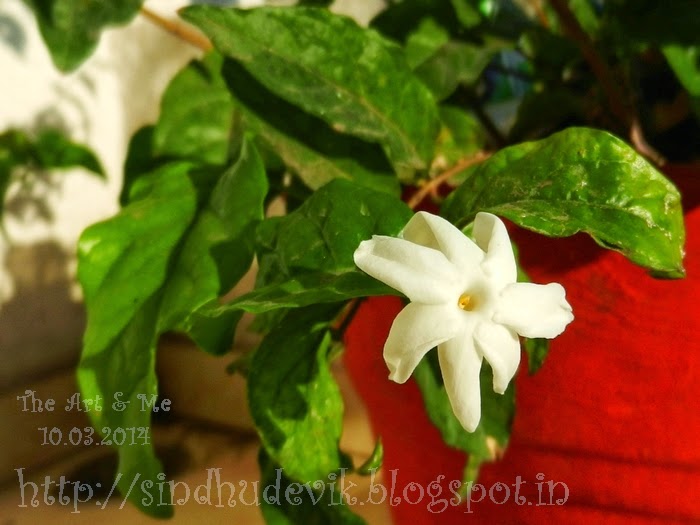 Shankarapura Jasmine - ಆಹಾ! ಮಂಗಳೂರು ಮಲ್ಲಿಗೆ! - DeSi Abhivyakti