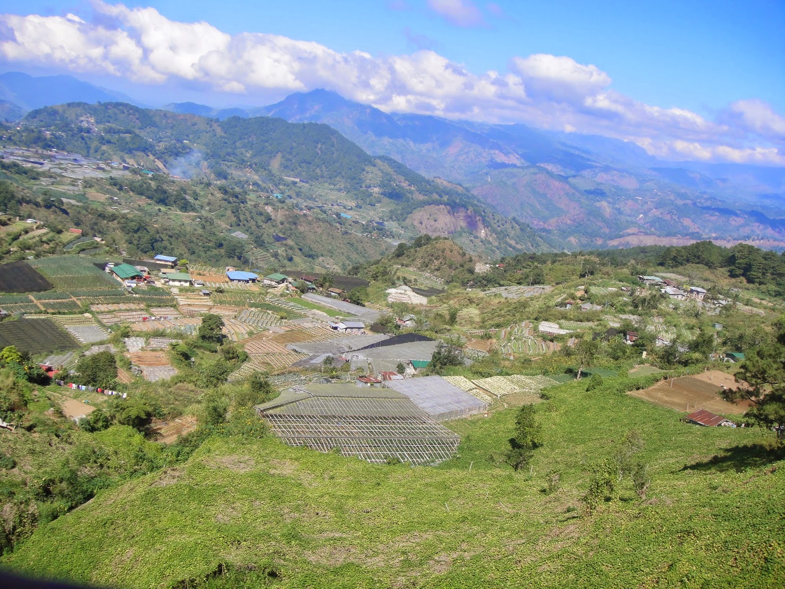 Cordillera village' crier : Sayote: ‘Hanging Green Gold’