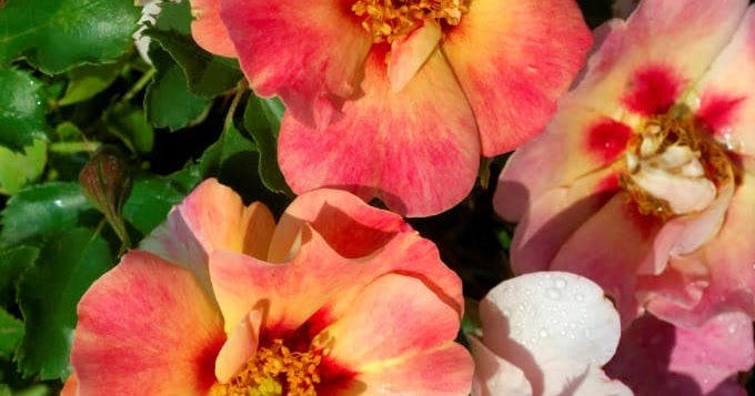 Trandafiri pitici pentru gradini mici