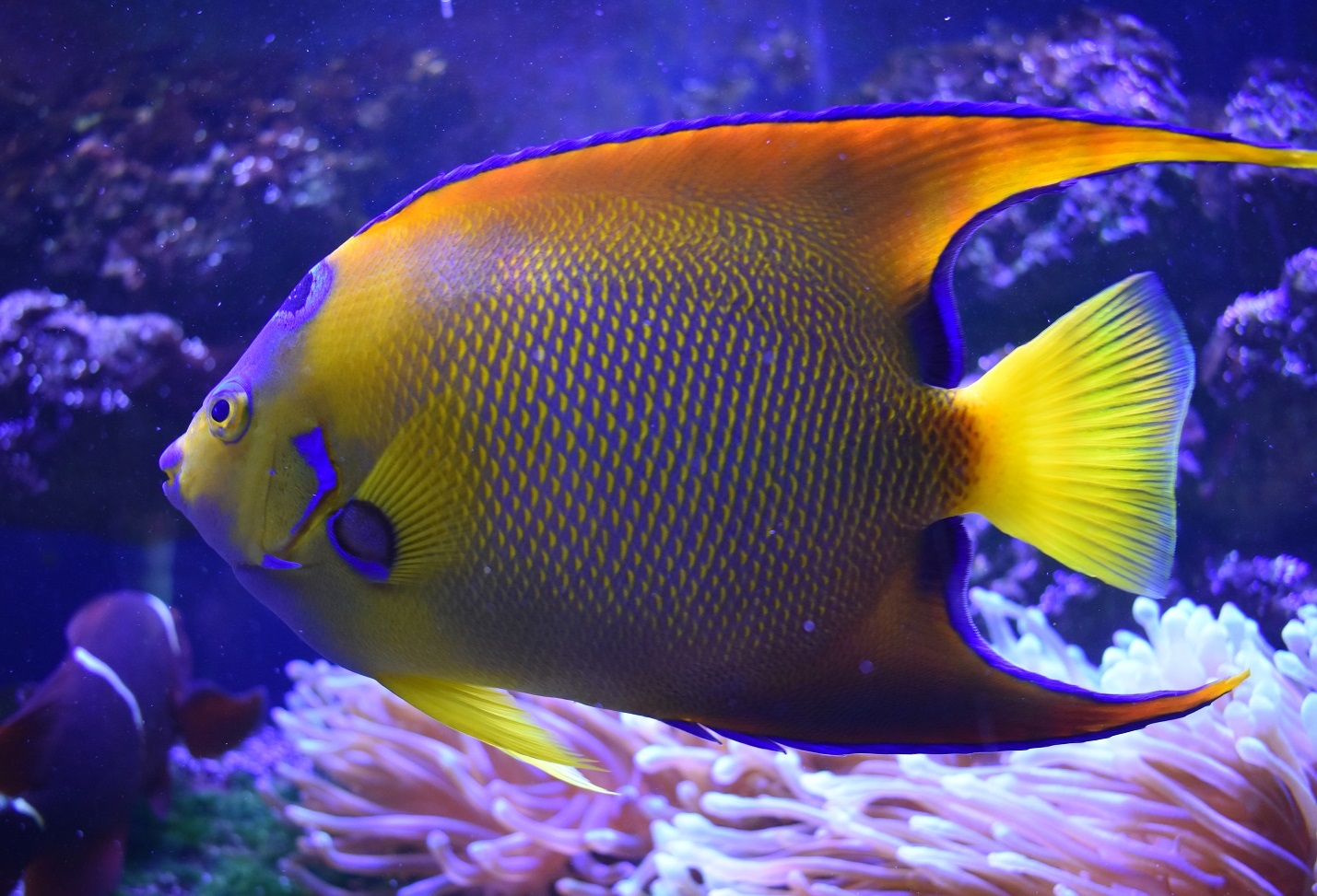 ZOOTOGRAFIANDO (6.100 ANIMALS): PEZ ÁNGEL REINA / QUEEN ANGELFISH ...