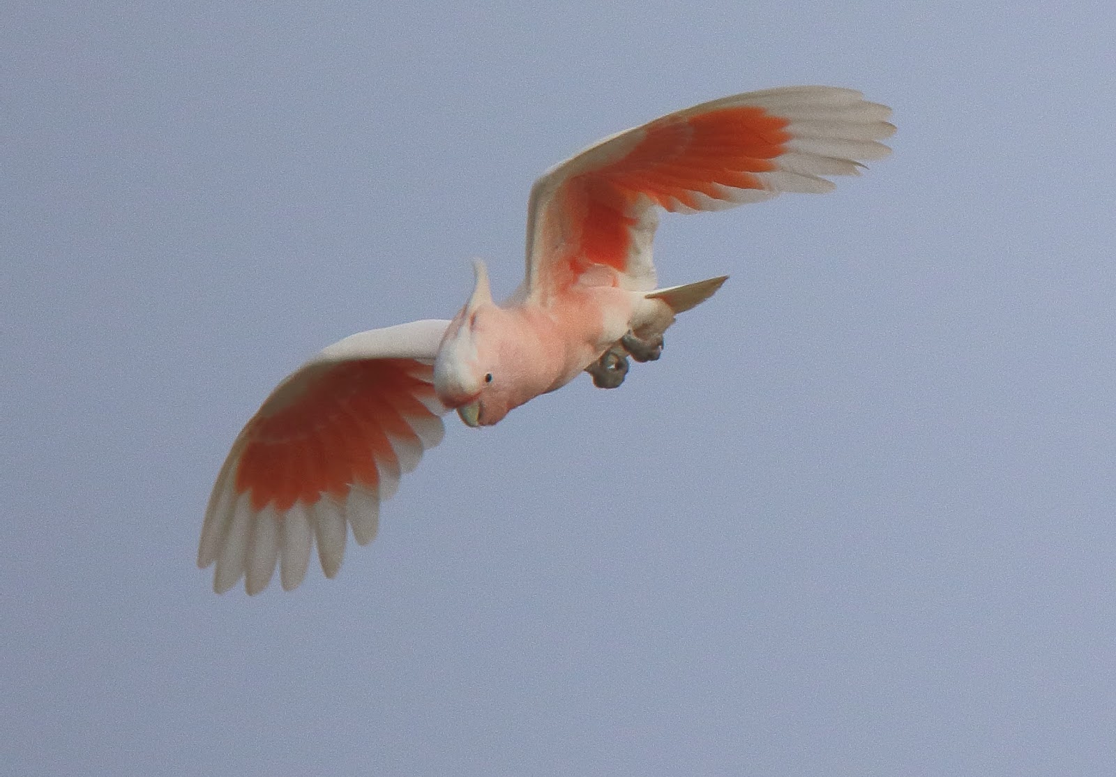 Richard Waring's Birds of Australia: A few photos of Major Mitchell ...
